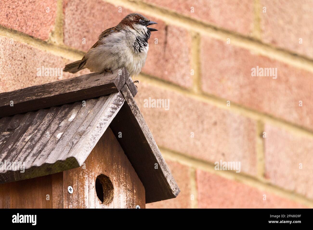 House Sparrow Passer domesticus and nesting box in breeding season ...