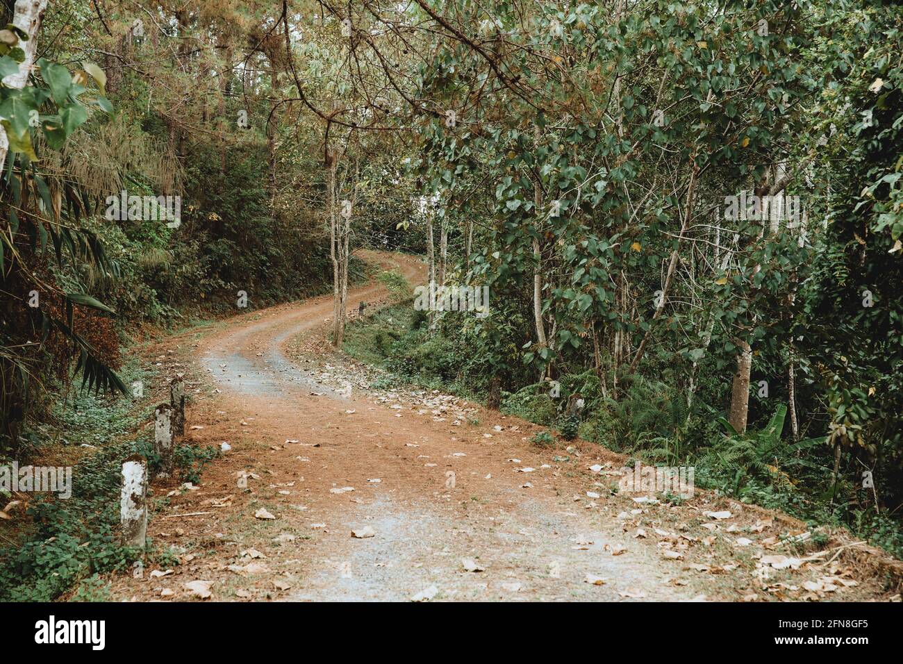 Rural curved road into the wild deep green wood, forest track mountain ...
