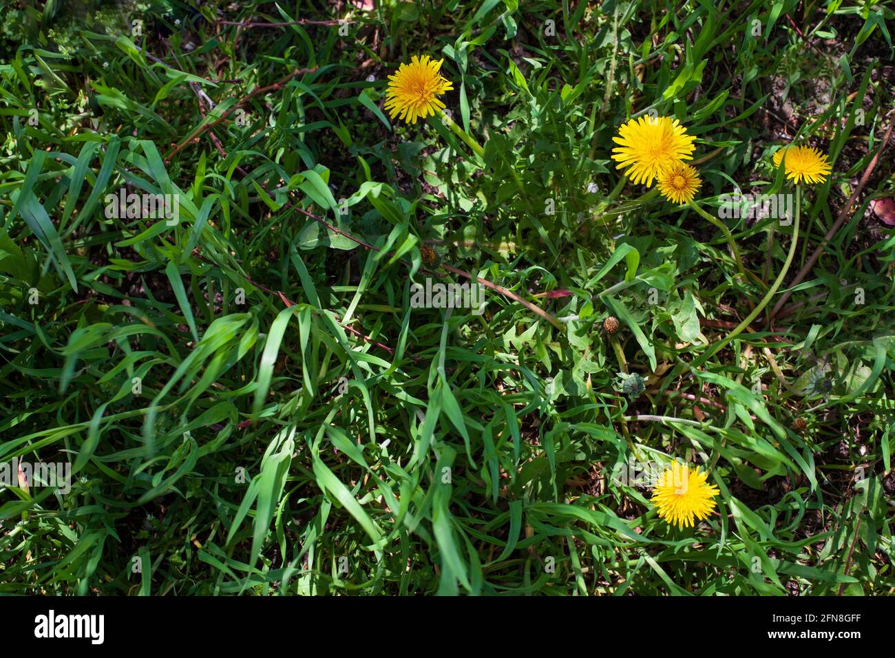 Top view of yellow dandelion flowers Stock Photo - Alamy