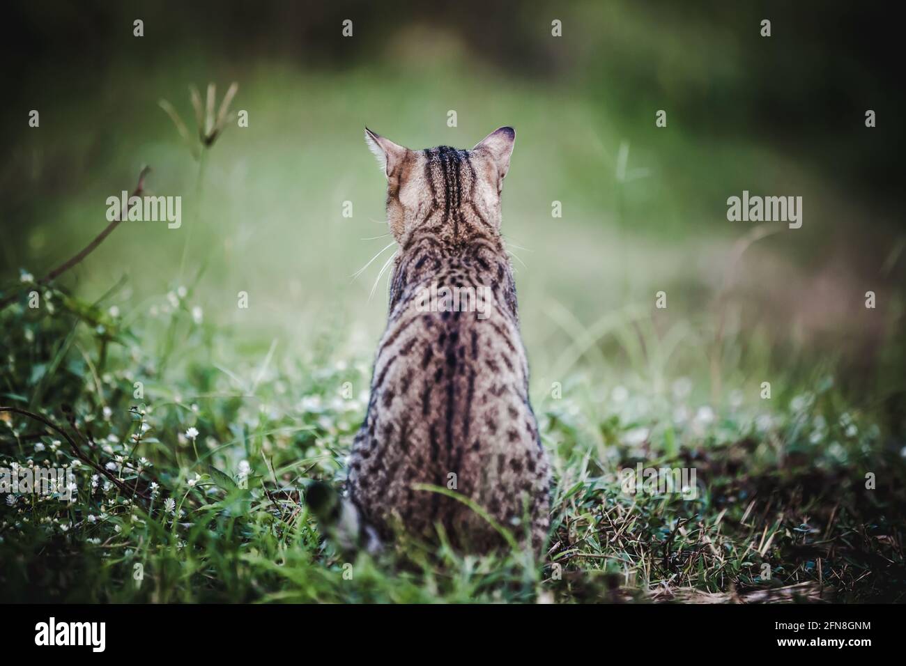 Back view. Pretty bengal cat sitting on green grass and looking aside ...