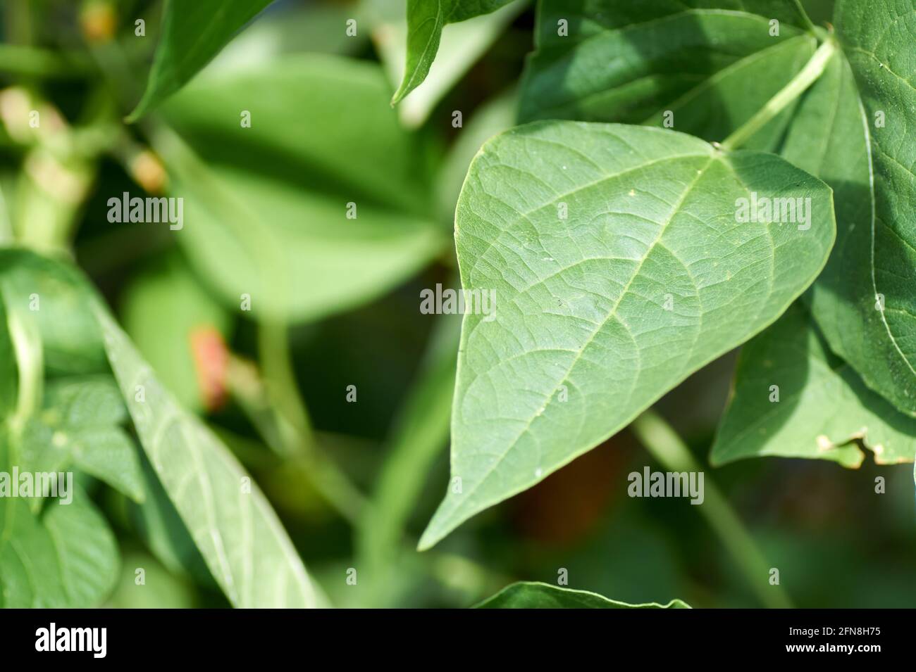 Green bean plant leaves in sunlight Stock Photo - Alamy