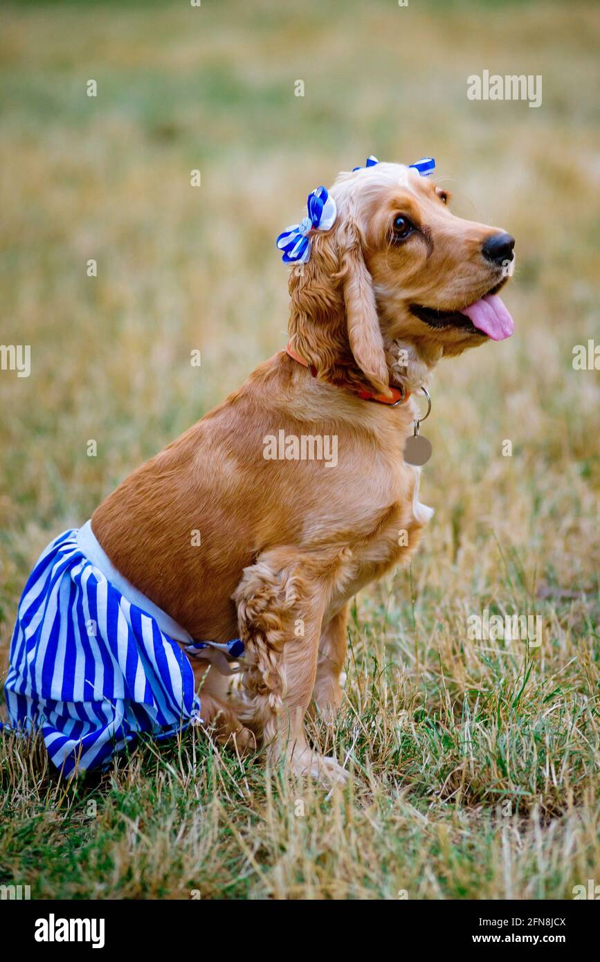 Brown cocker spaniel blue eyes hi-res stock photography and images - Alamy