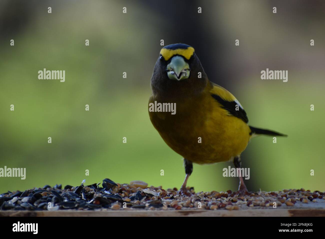 A big stray beak at the feeder Stock Photo - Alamy