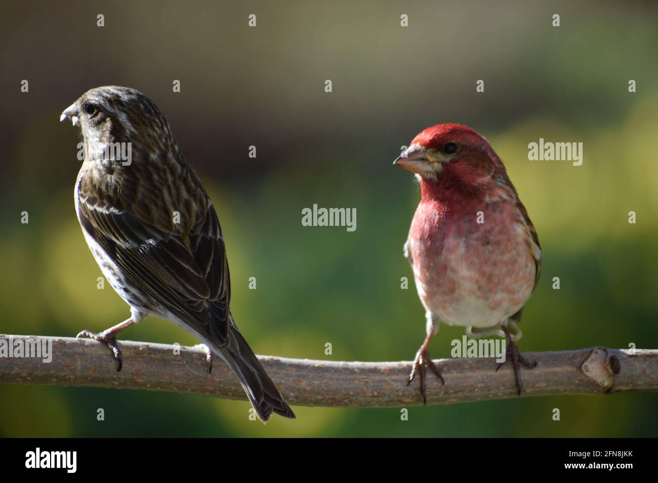 Purple finch and pair hi-res stock photography and images - Alamy