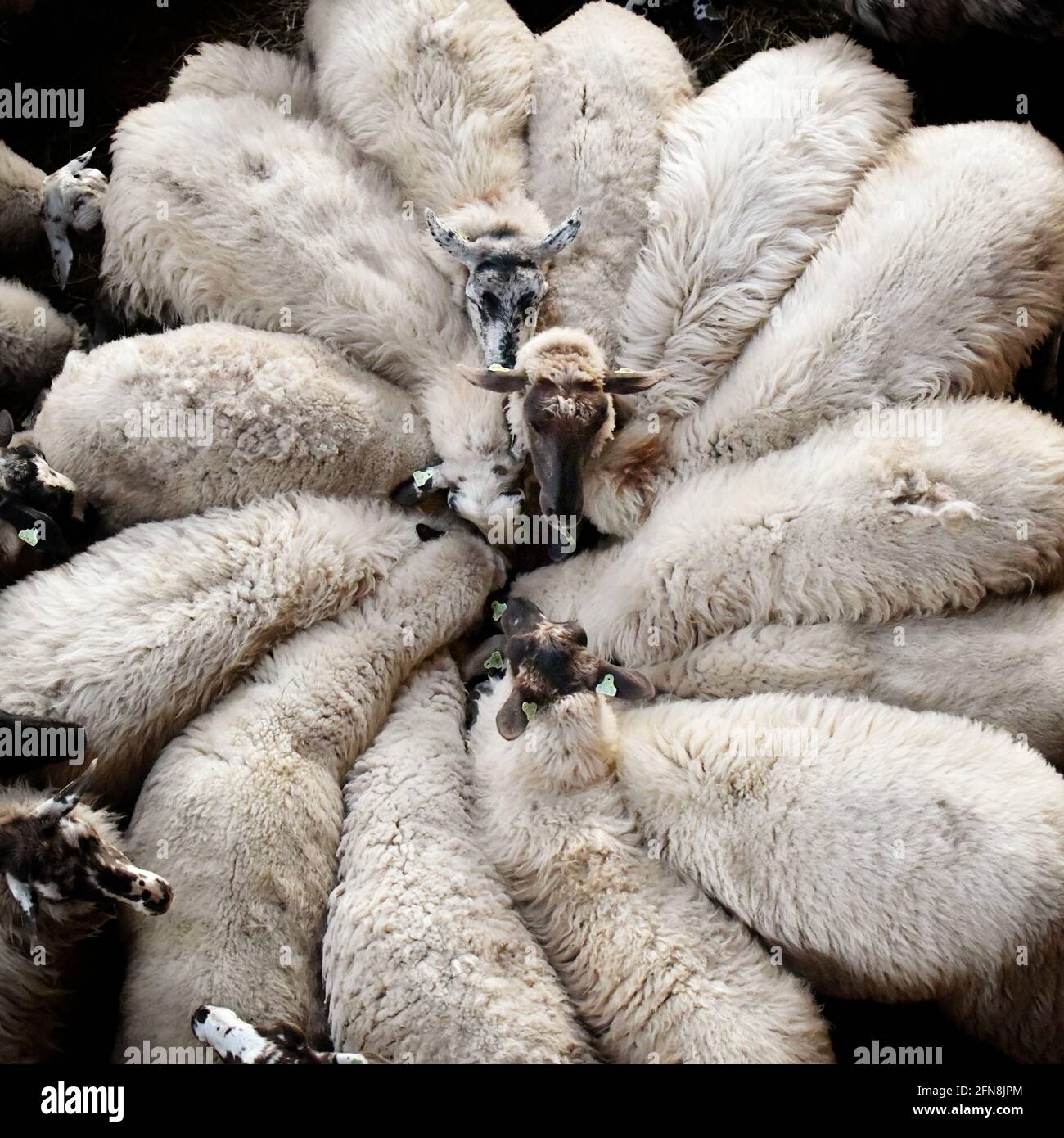 A circle, flowers shape of white sheep at the sheepfold in Bargerveen ...
