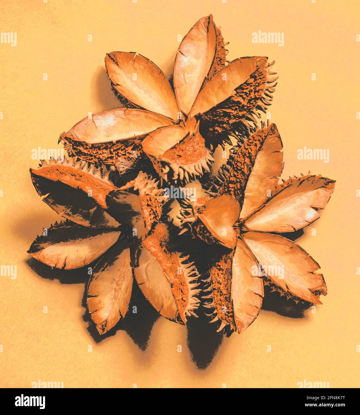 Wildflower Seed Pods High Resolution Stock Photography and Images - Alamy