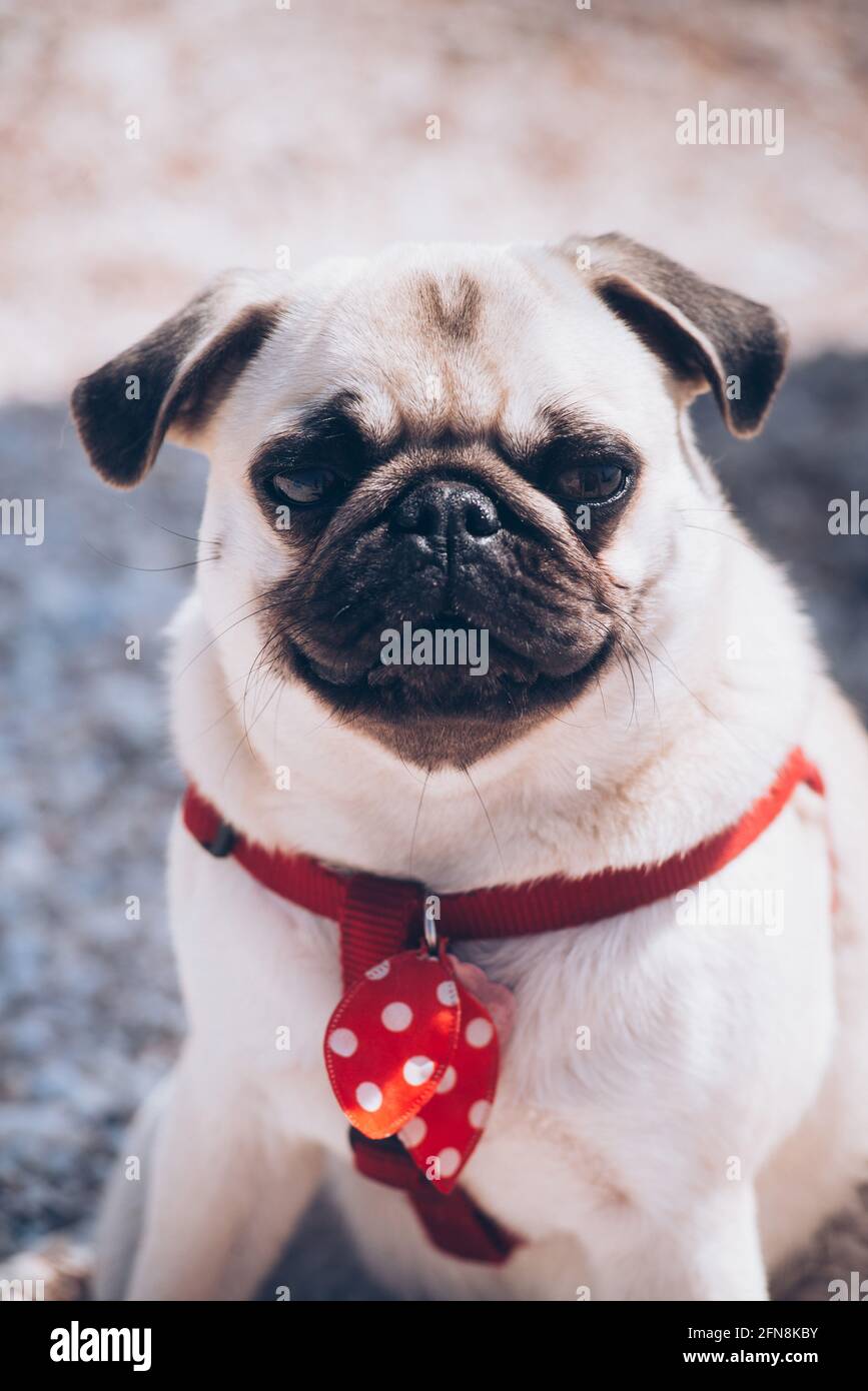Portrait of a mops dog on the beach Stock Photo - Alamy