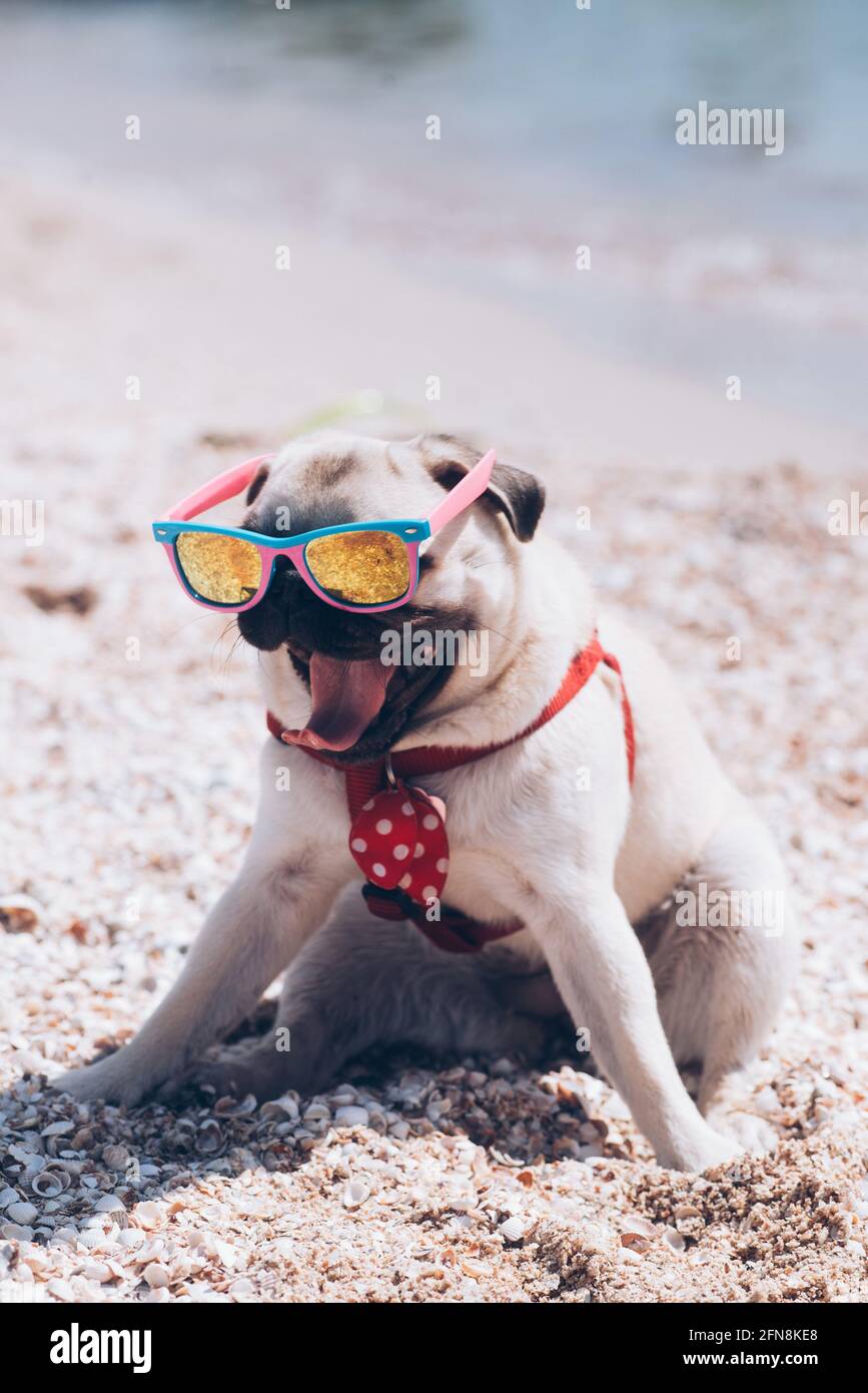 Fun dog mops in sunglasses resting on the beach Stock Photo - Alamy