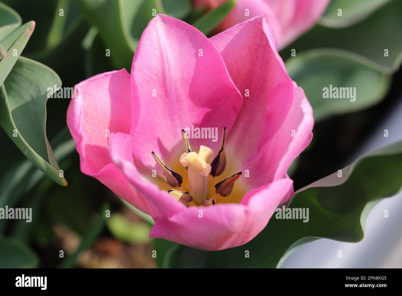 Bright pink tulip hi-res stock photography and images - Alamy