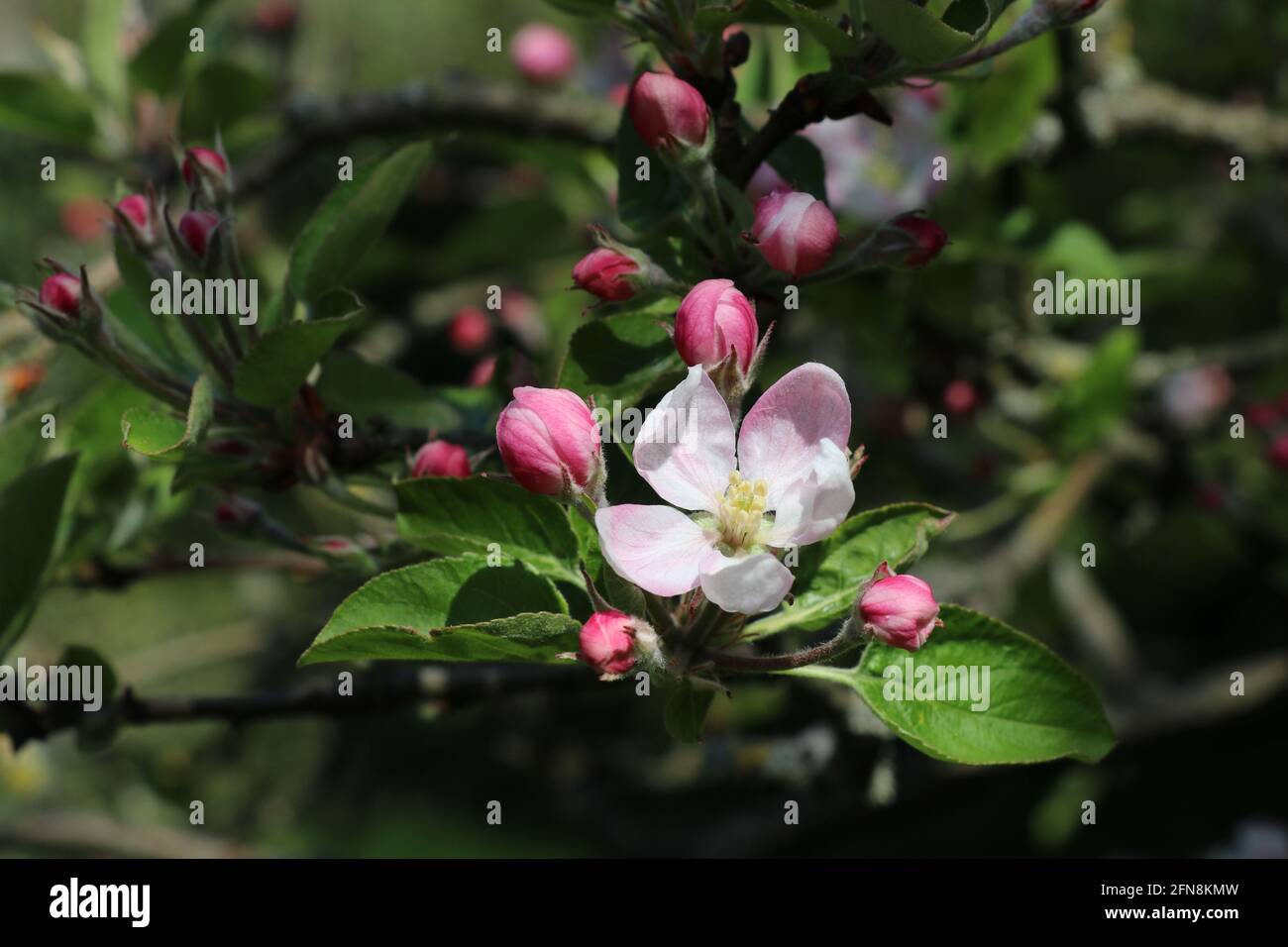 open and closed apple blossom flowers Stock Photo - Alamy
