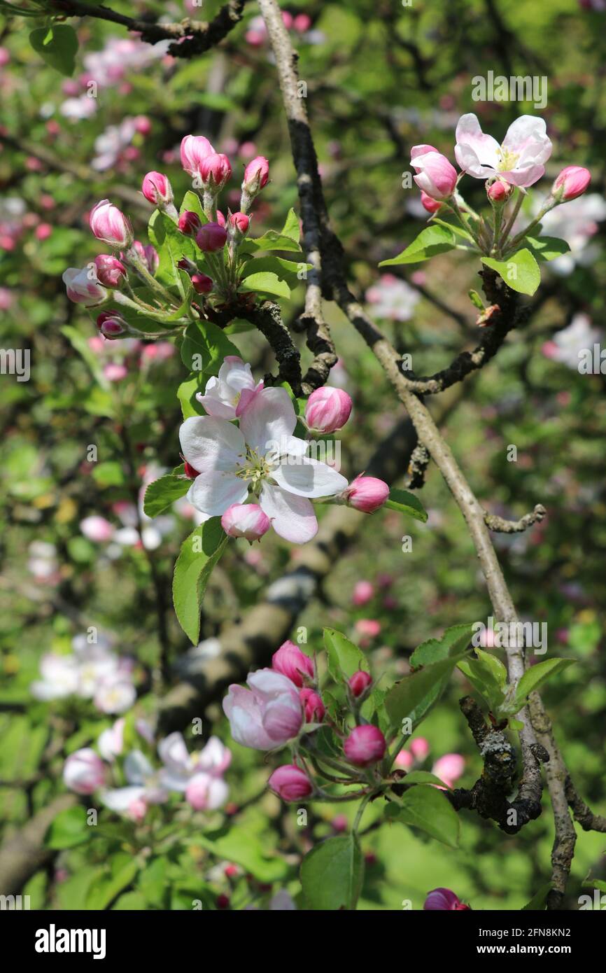 open and closed apple blossom flowers Stock Photo - Alamy