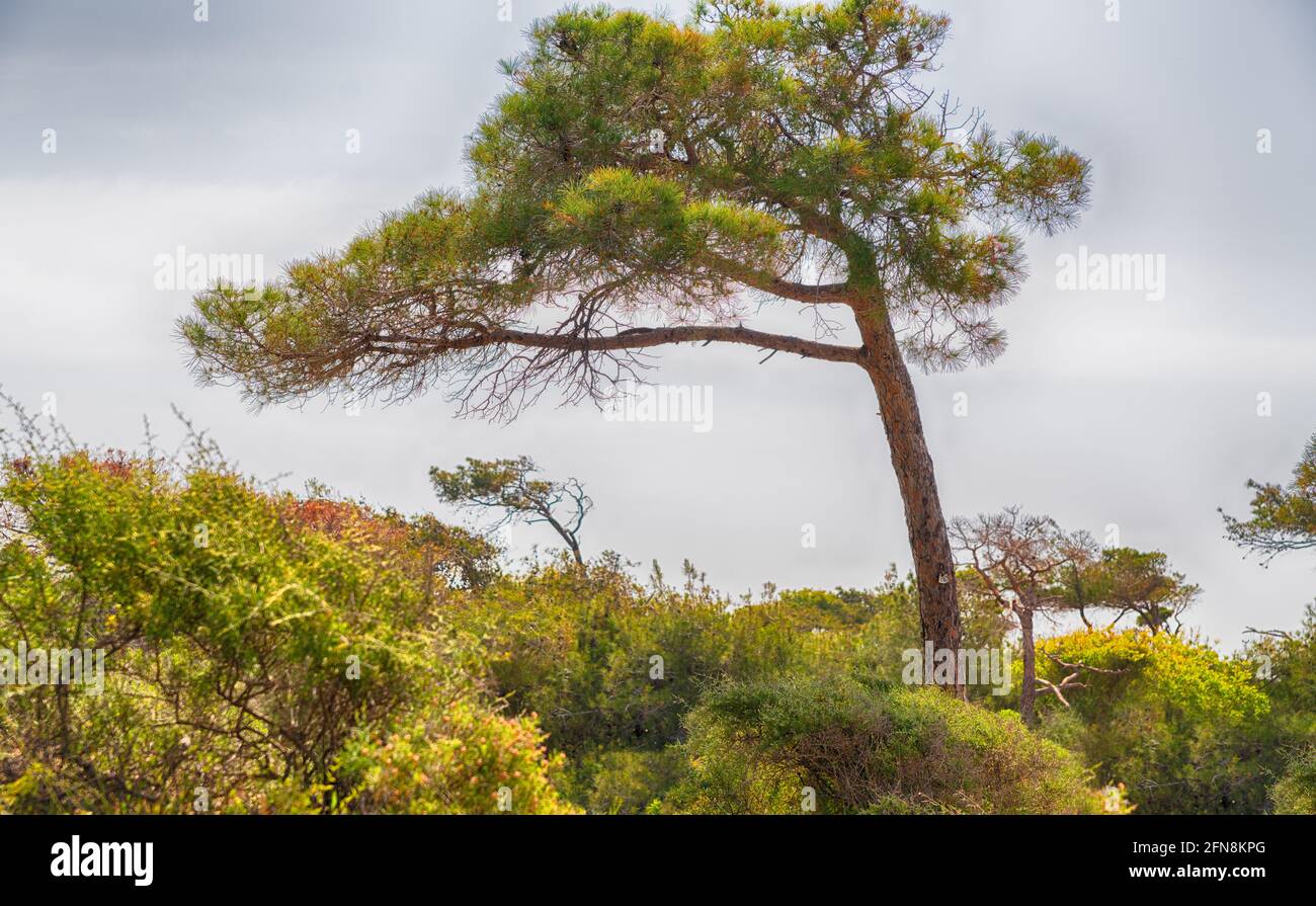 Wind blown pine tree with branches all to one side growing amongst ...