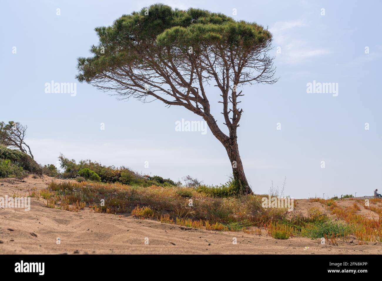 Twisted wind blown pine tree hi-res stock photography and images - Alamy