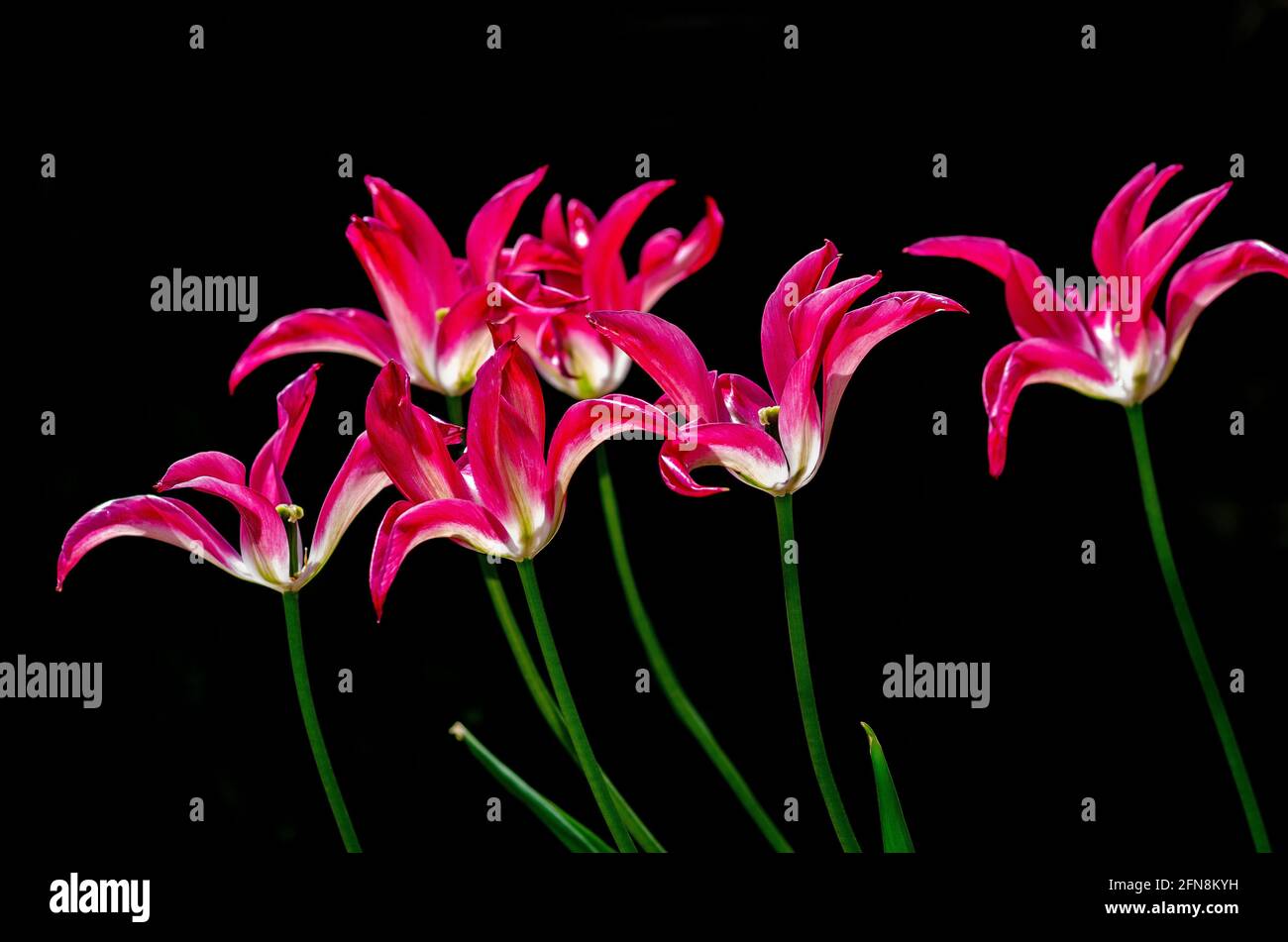 open petal tulips acuminata Stock Photo - Alamy