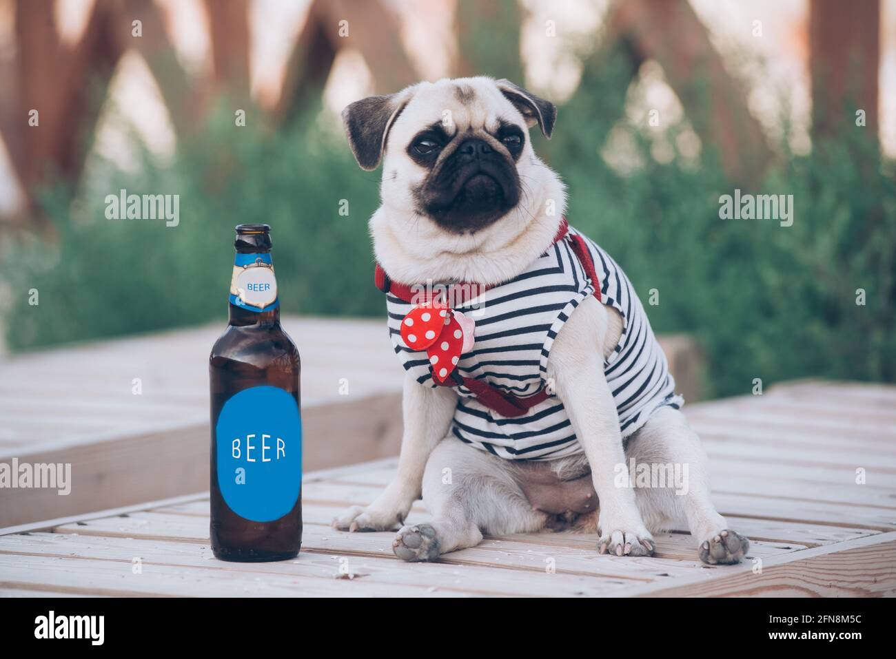 Canine bottle hi-res stock photography and images - Alamy