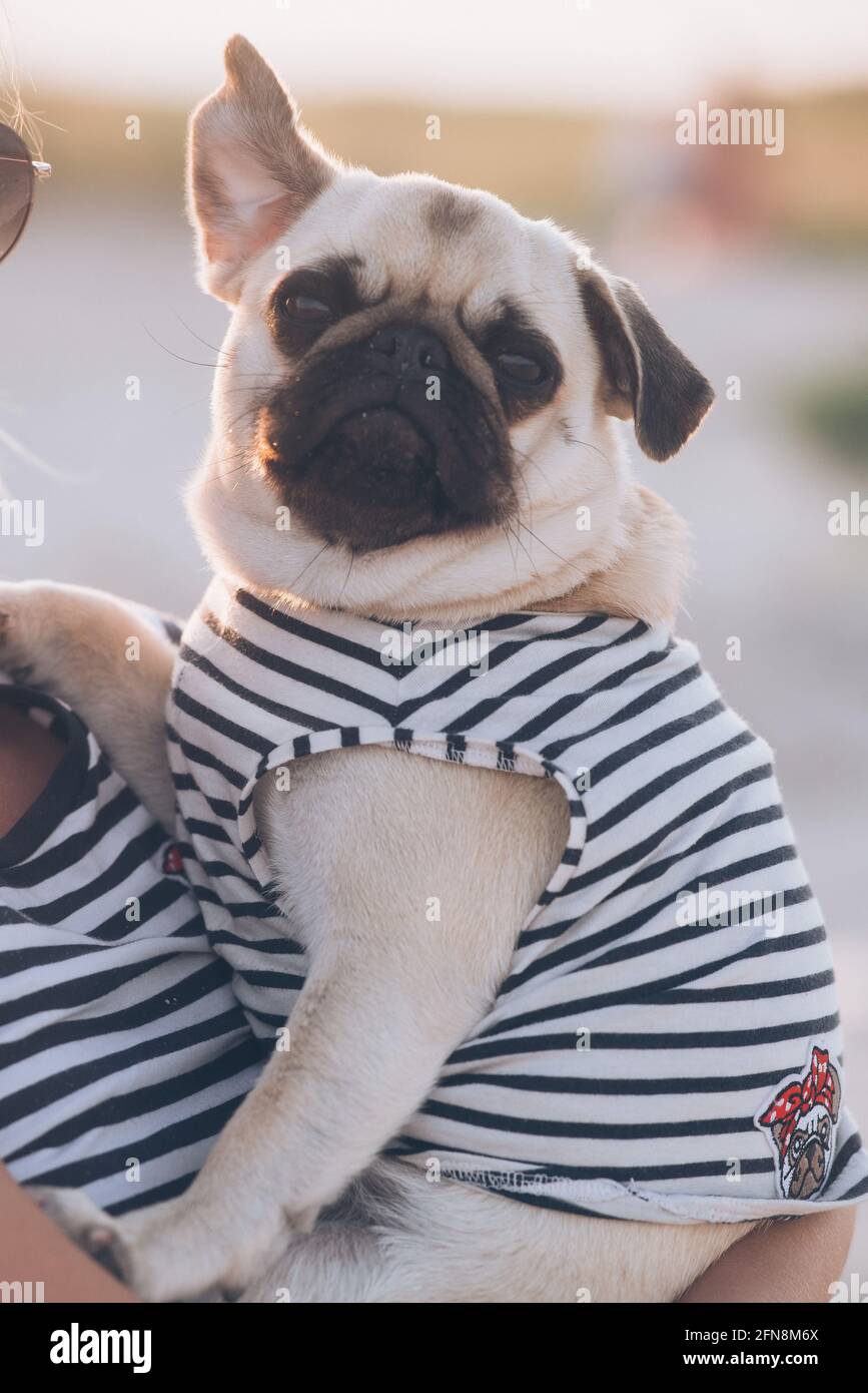 Cute little pug puppy sitting on human hands Stock Photo - Alamy