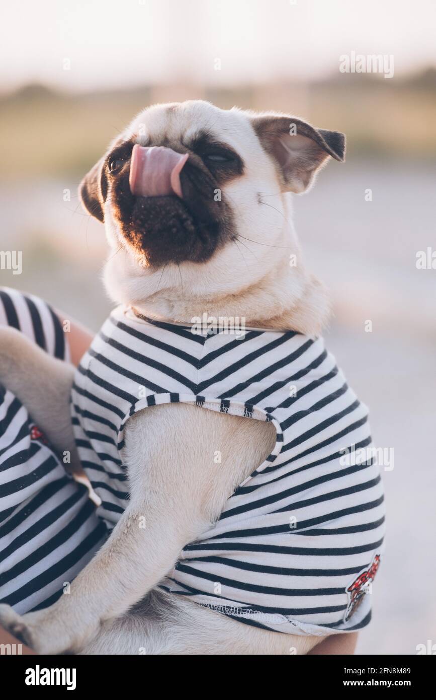 Cute little pug puppy sitting on human hands Stock Photo - Alamy