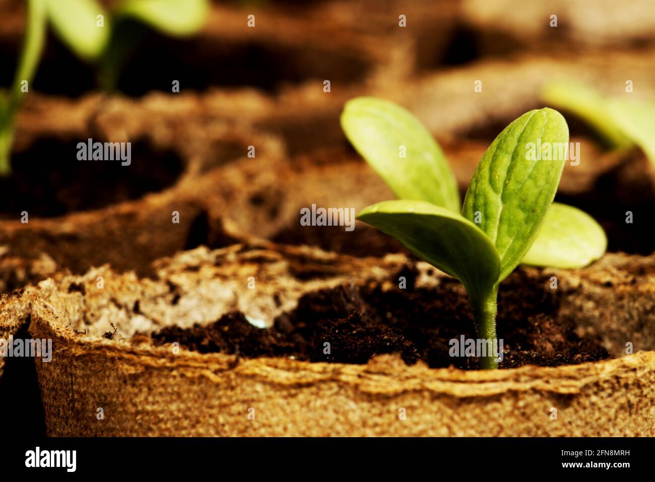 Growing water melons from seeds. Process of growing watermelons ...