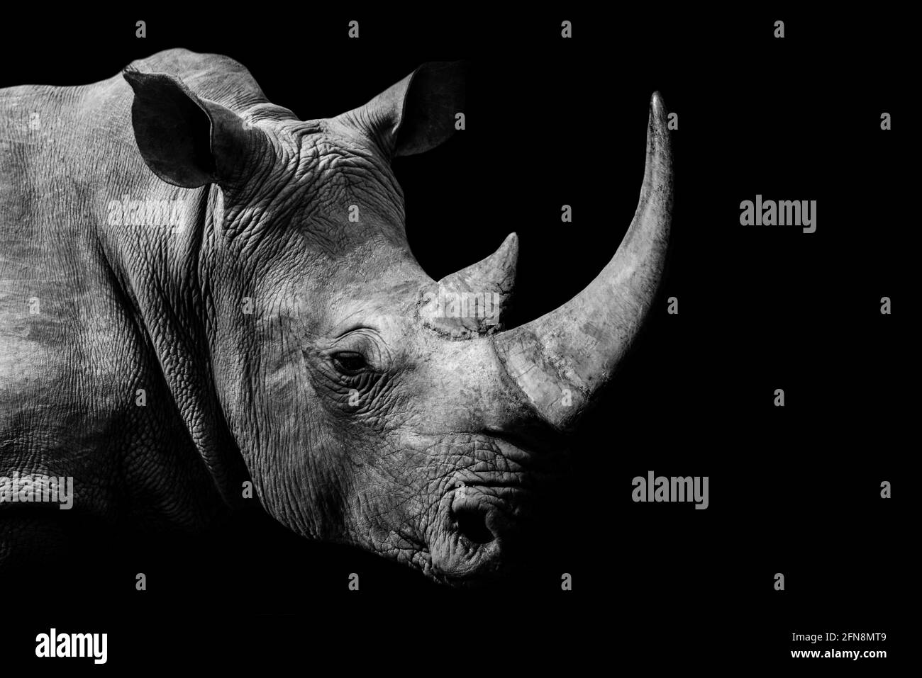 Rhinoceros , animal mammal Rhino , isolated Stock Photo - Alamy