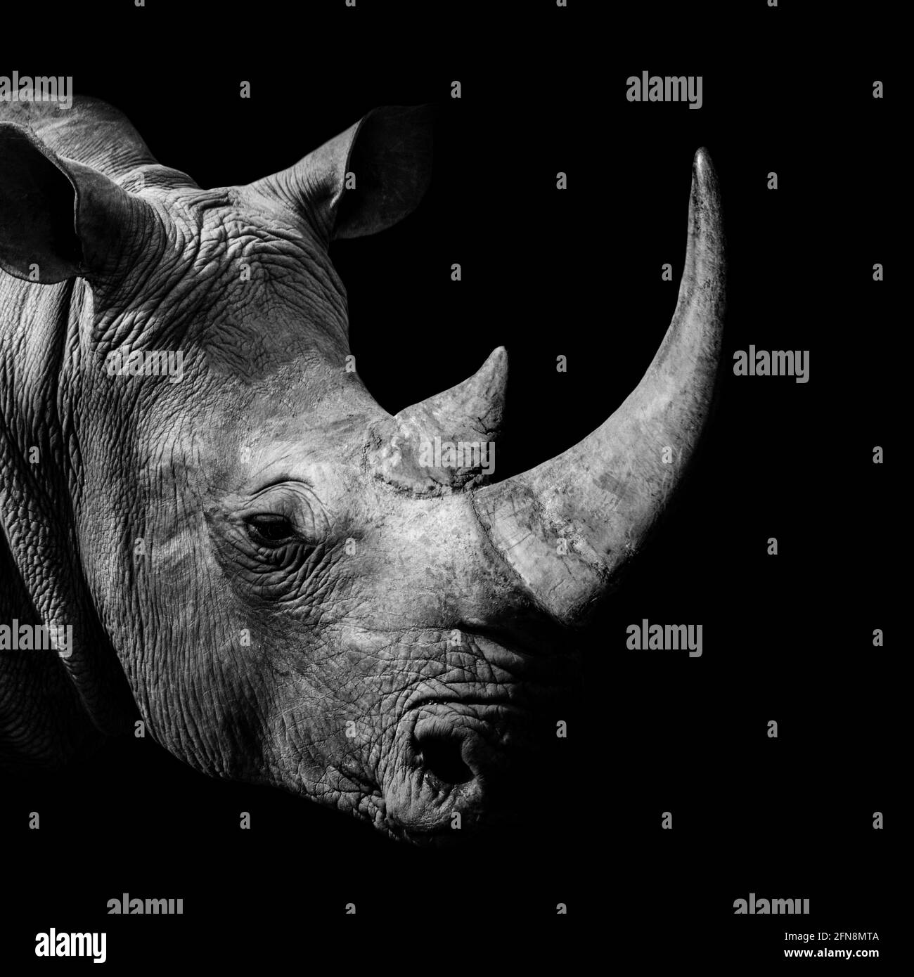 Rhinoceros , animal mammal Rhino , isolated Stock Photo - Alamy