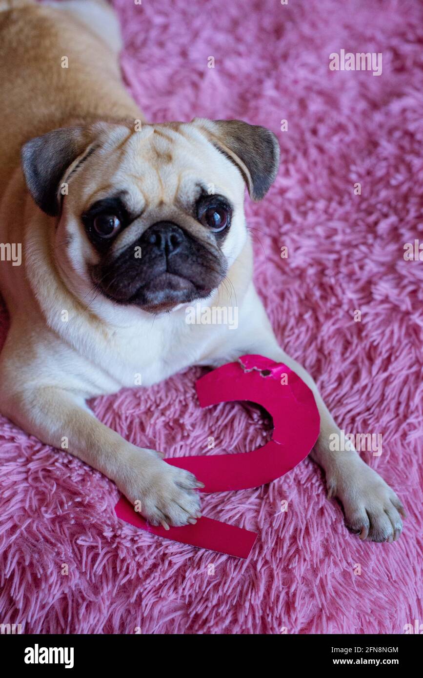 Funny birthday dog playing with paper digit 2 on the pink background ...