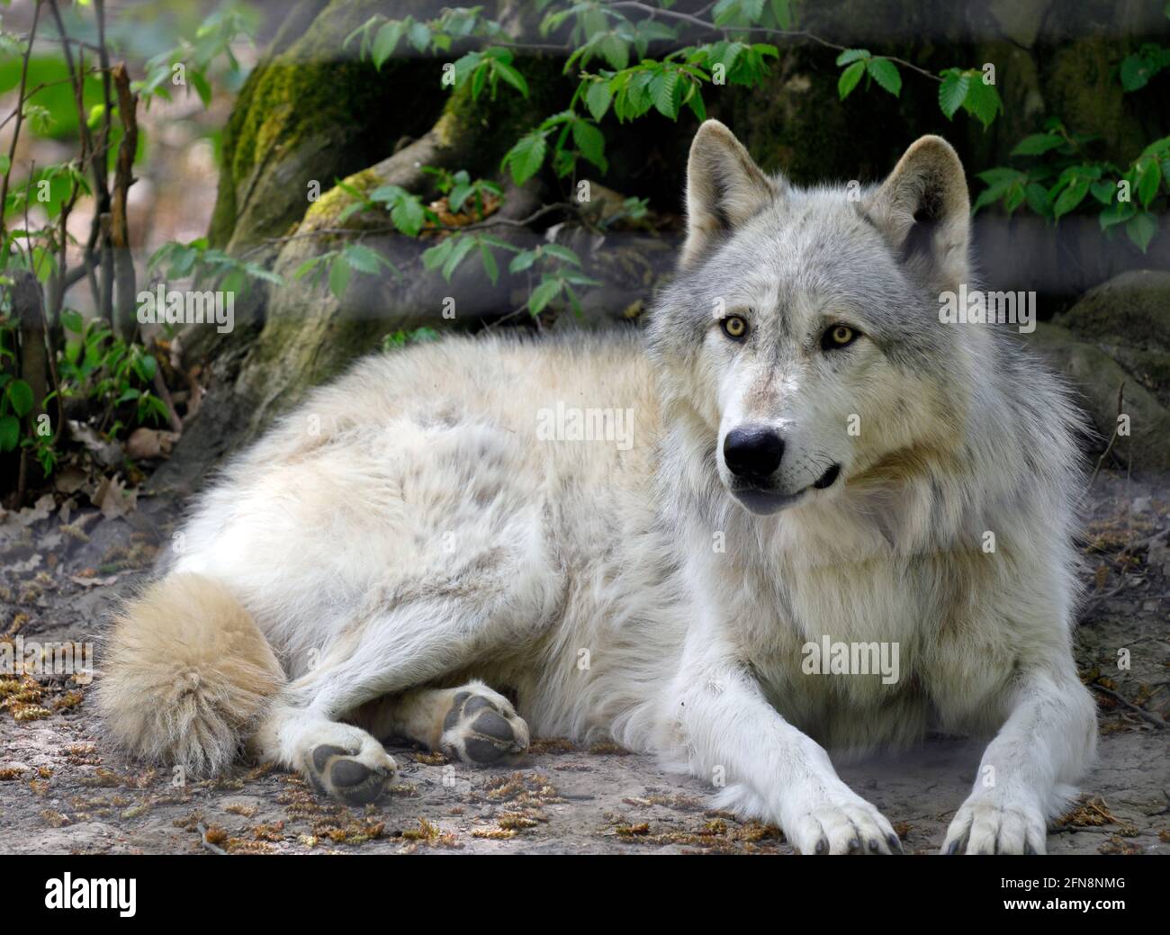 The wolf, lying in the shadow of a tree Stock Photo - Alamy