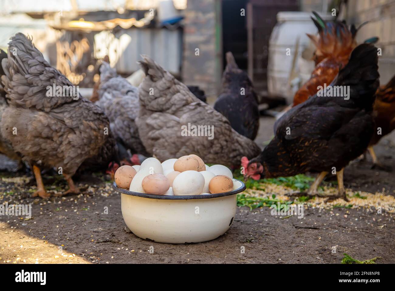 geese and chicken on the farm, eggs in a bowl Stock Photo - Alamy
