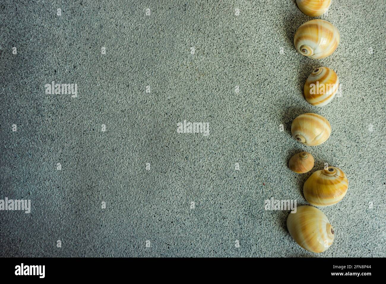 The composition of shells hi-res stock photography and images - Alamy