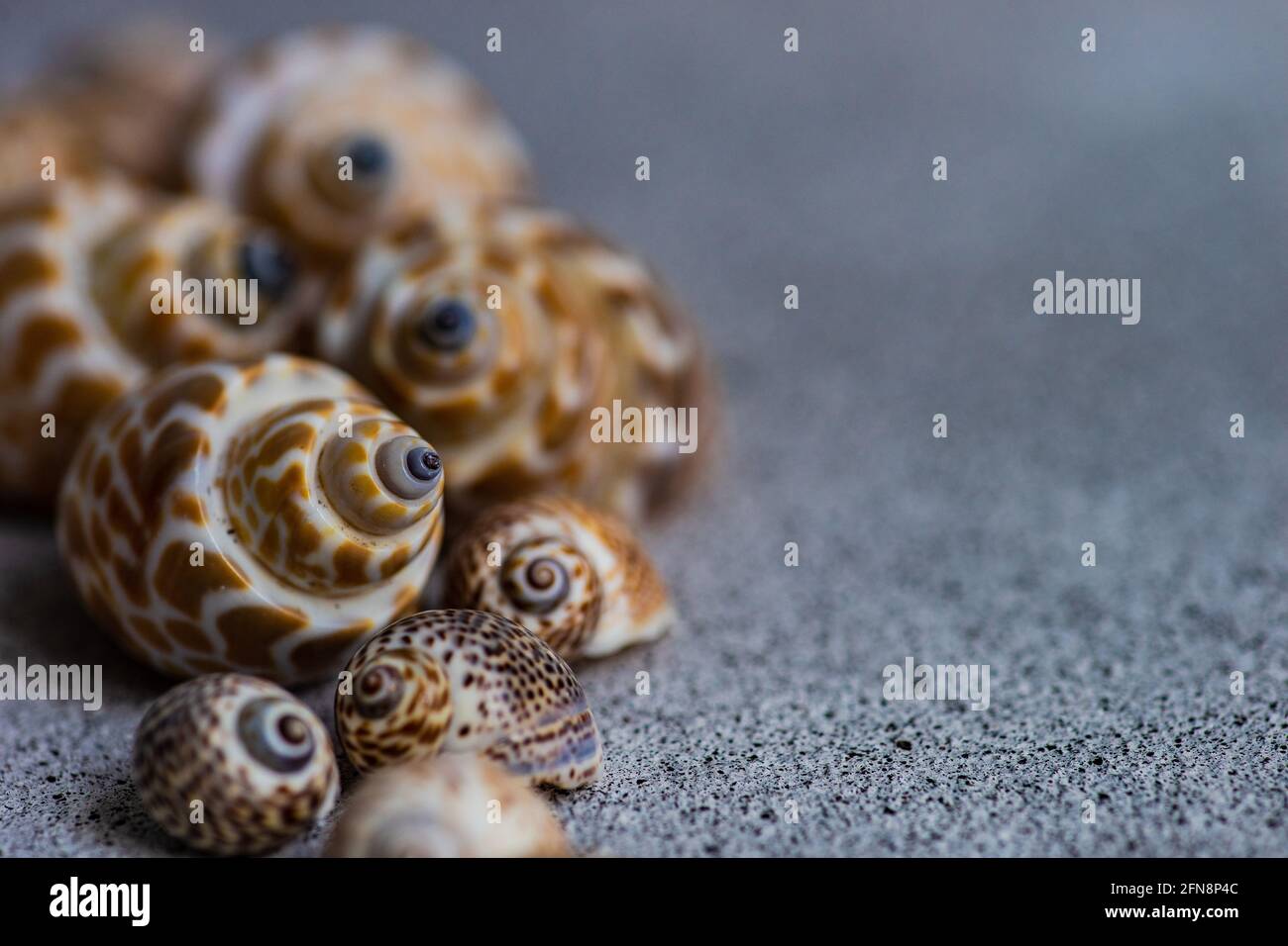 The composition of shells hi-res stock photography and images - Alamy