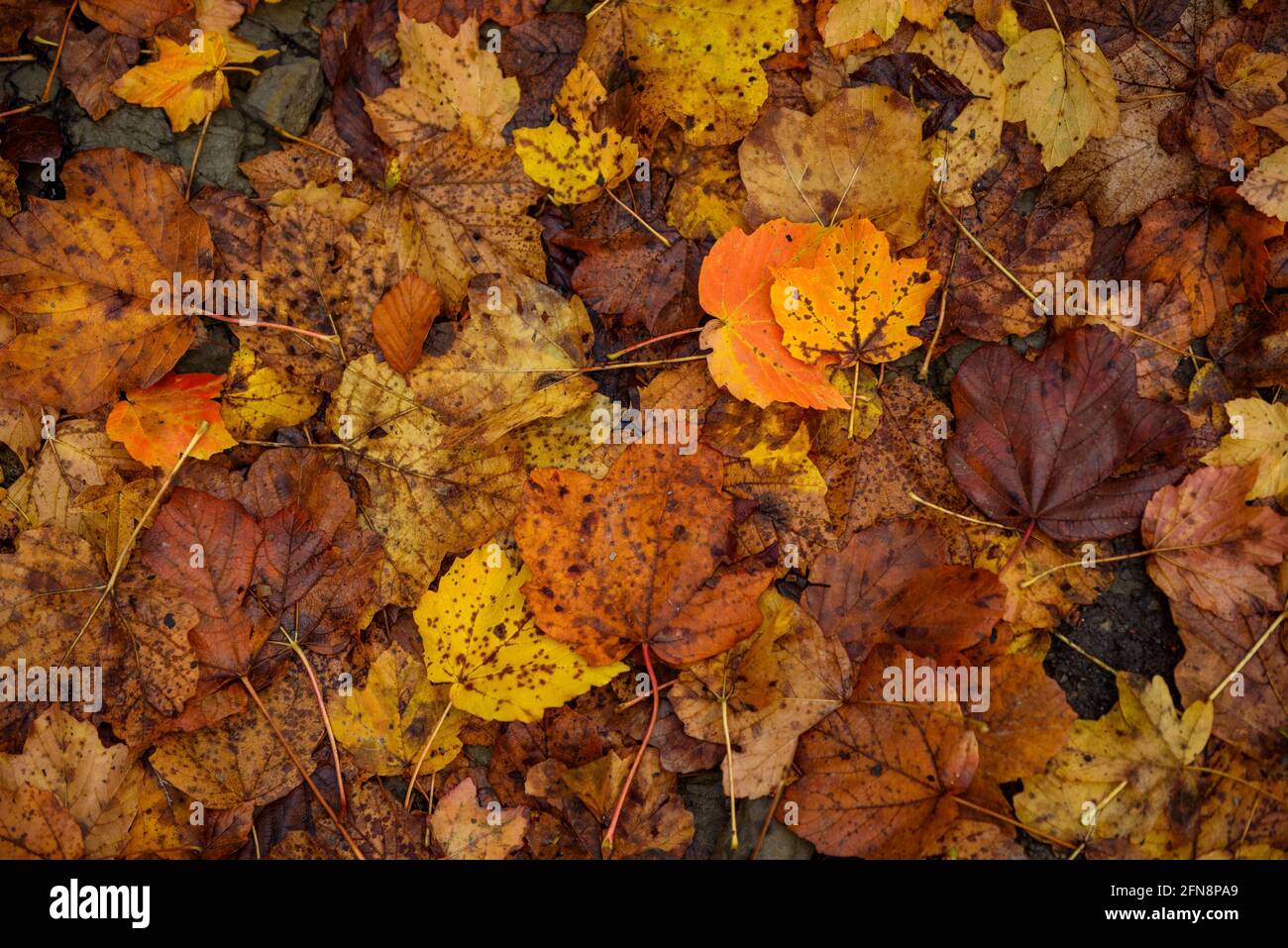 Hojas otoñales de otoño hi-res stock photography and images - Alamy