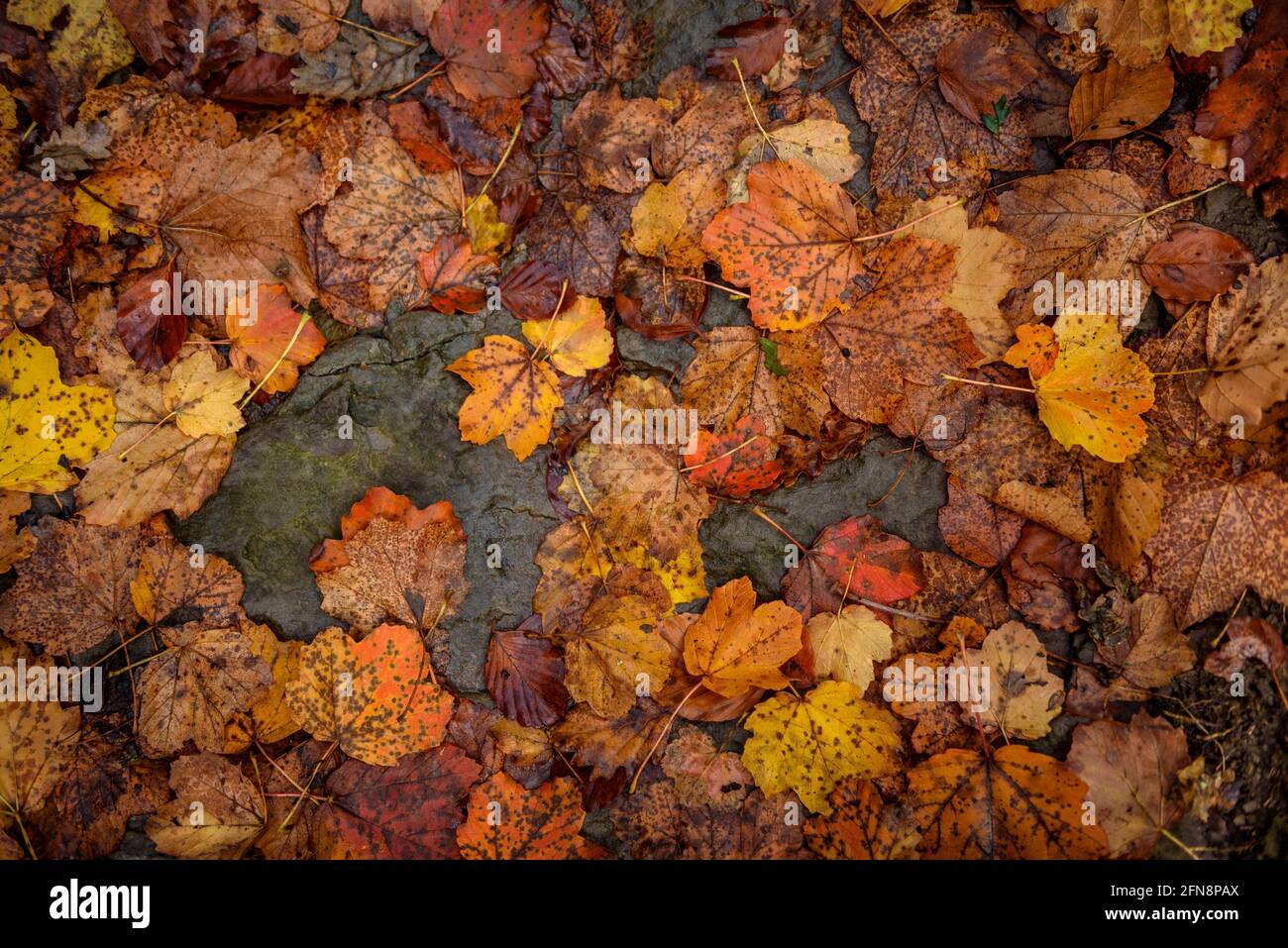 Hoja de fagus sylvatica hi-res stock photography and images - Alamy