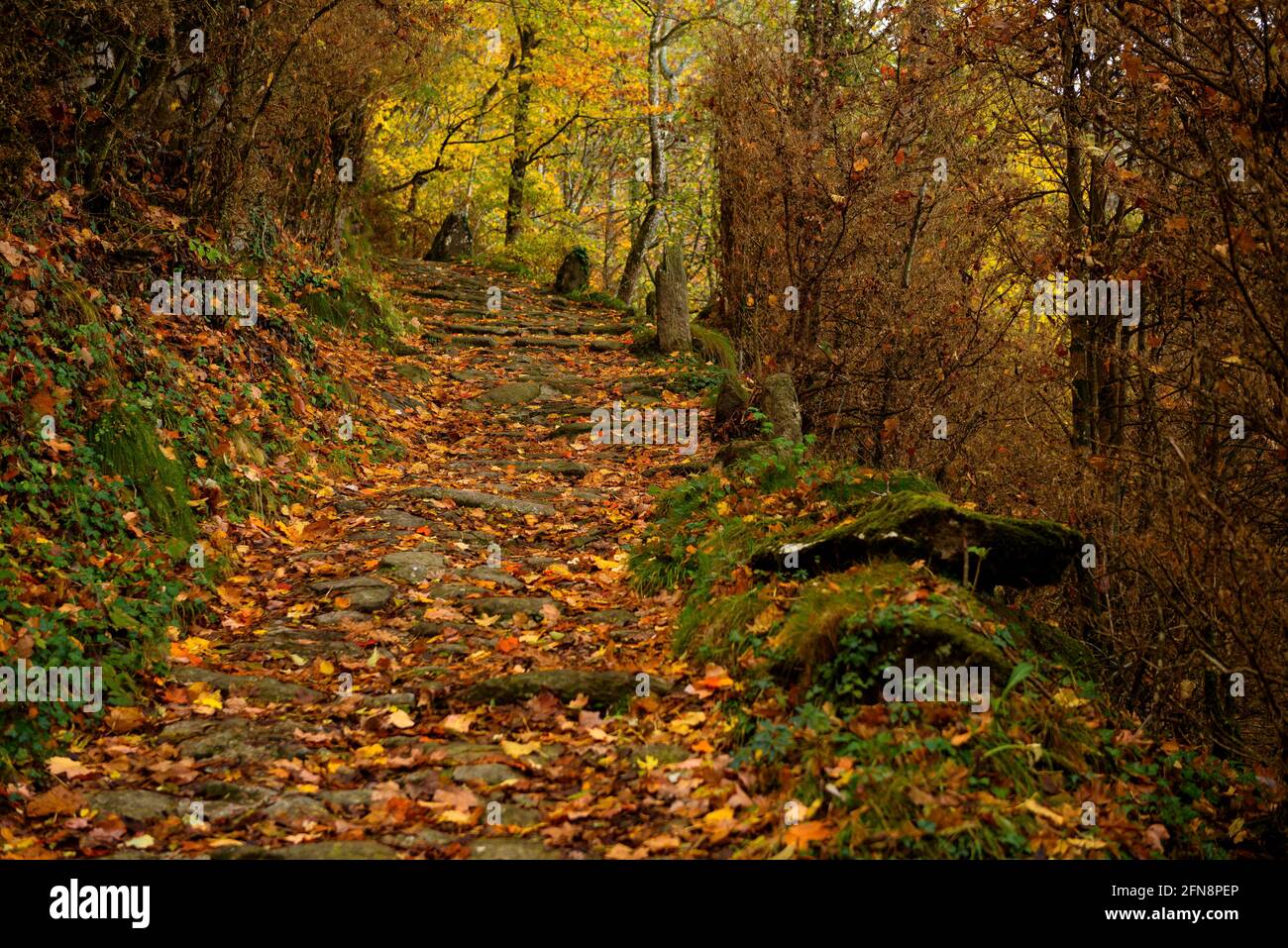 Detail of fallen leaves on the path up to the Cabrera sanctuary in ...
