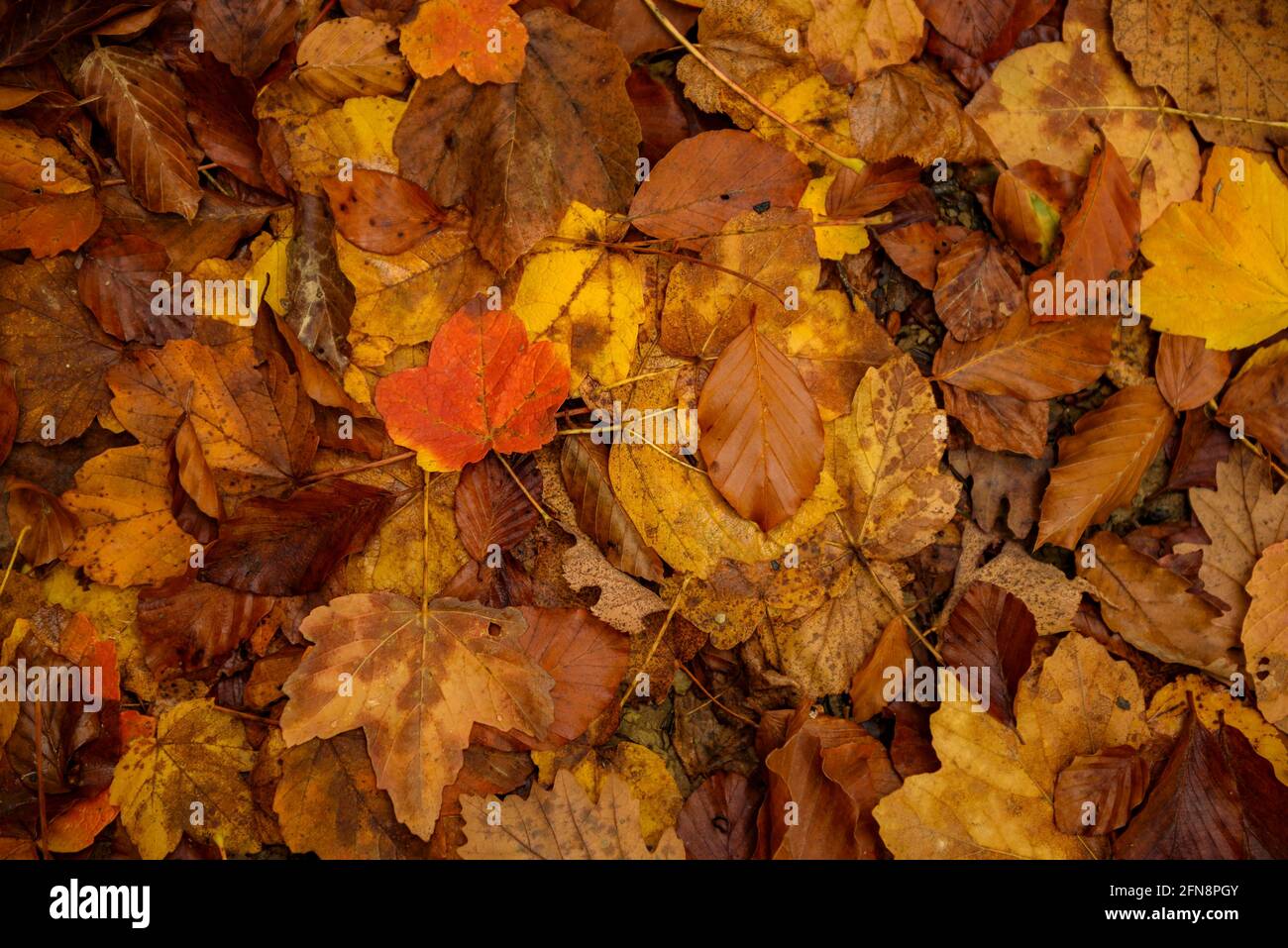 Detail of fallen leaves on the path up to the Cabrera sanctuary in ...