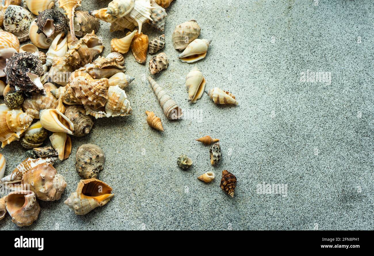 Flat lay summer composition with sea shells on concrete background with ...