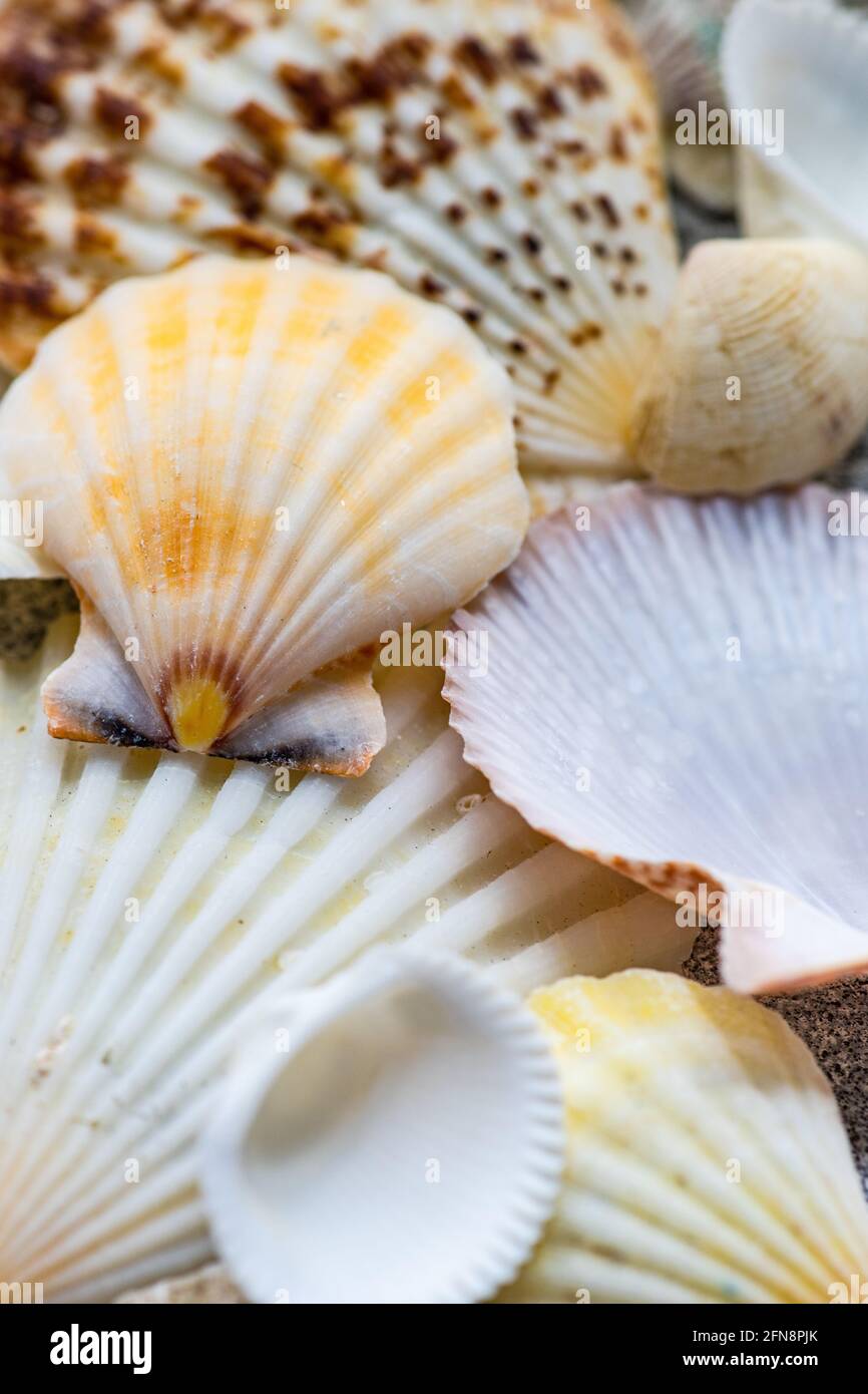 Flat lay summer composition with sea shells on concrete background with ...