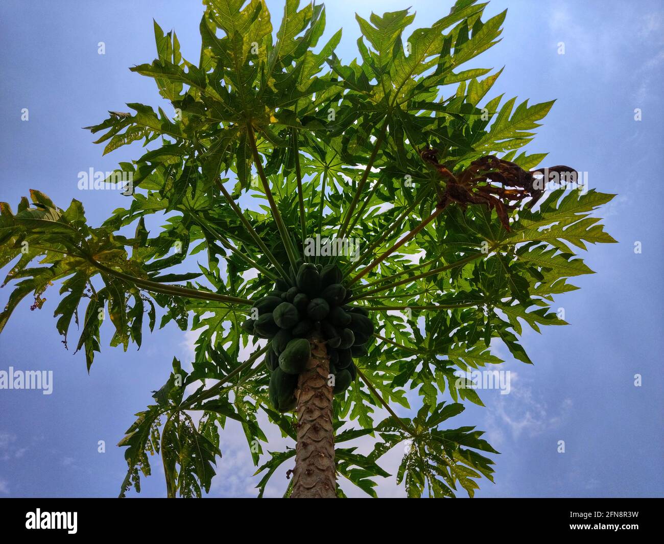 papaya tree in beautiful background in nature Stock Photo - Alamy
