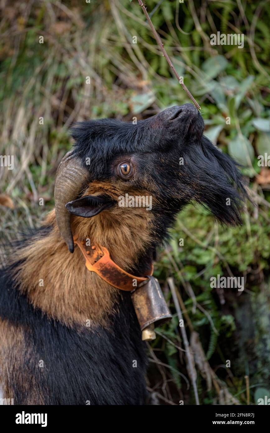 Animales pastando hi-res stock photography and images - Alamy