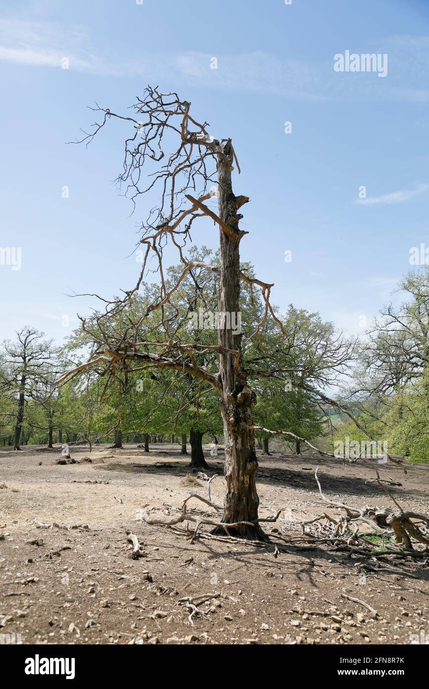 A dead oak tree on a forest clearing Stock Photo - Alamy