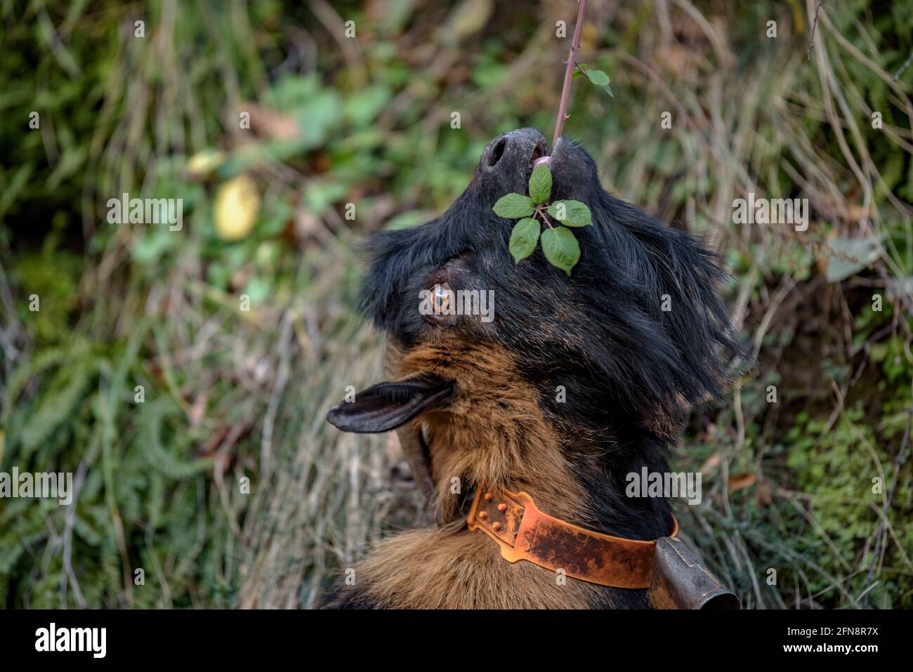 Animales pastando hi-res stock photography and images - Alamy