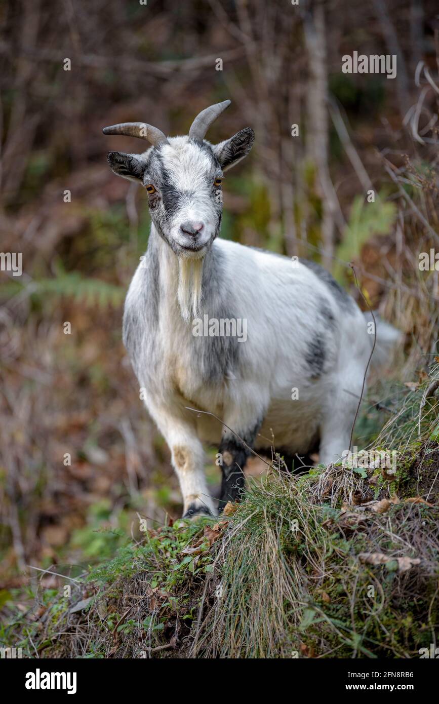 Animales pastando hi-res stock photography and images - Alamy