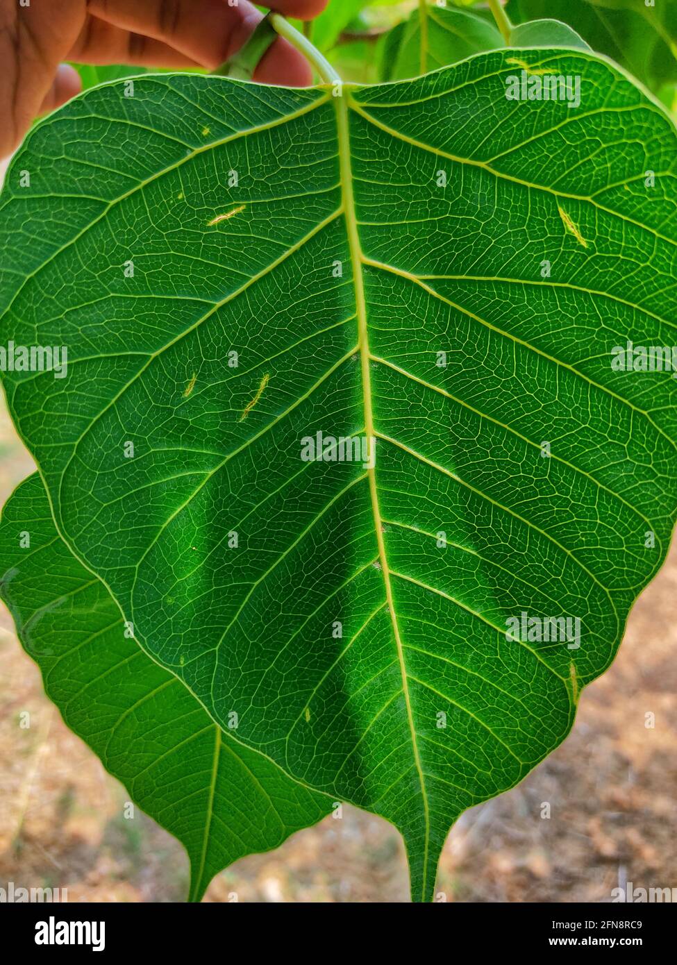 Peepal Tree Leaf Uses