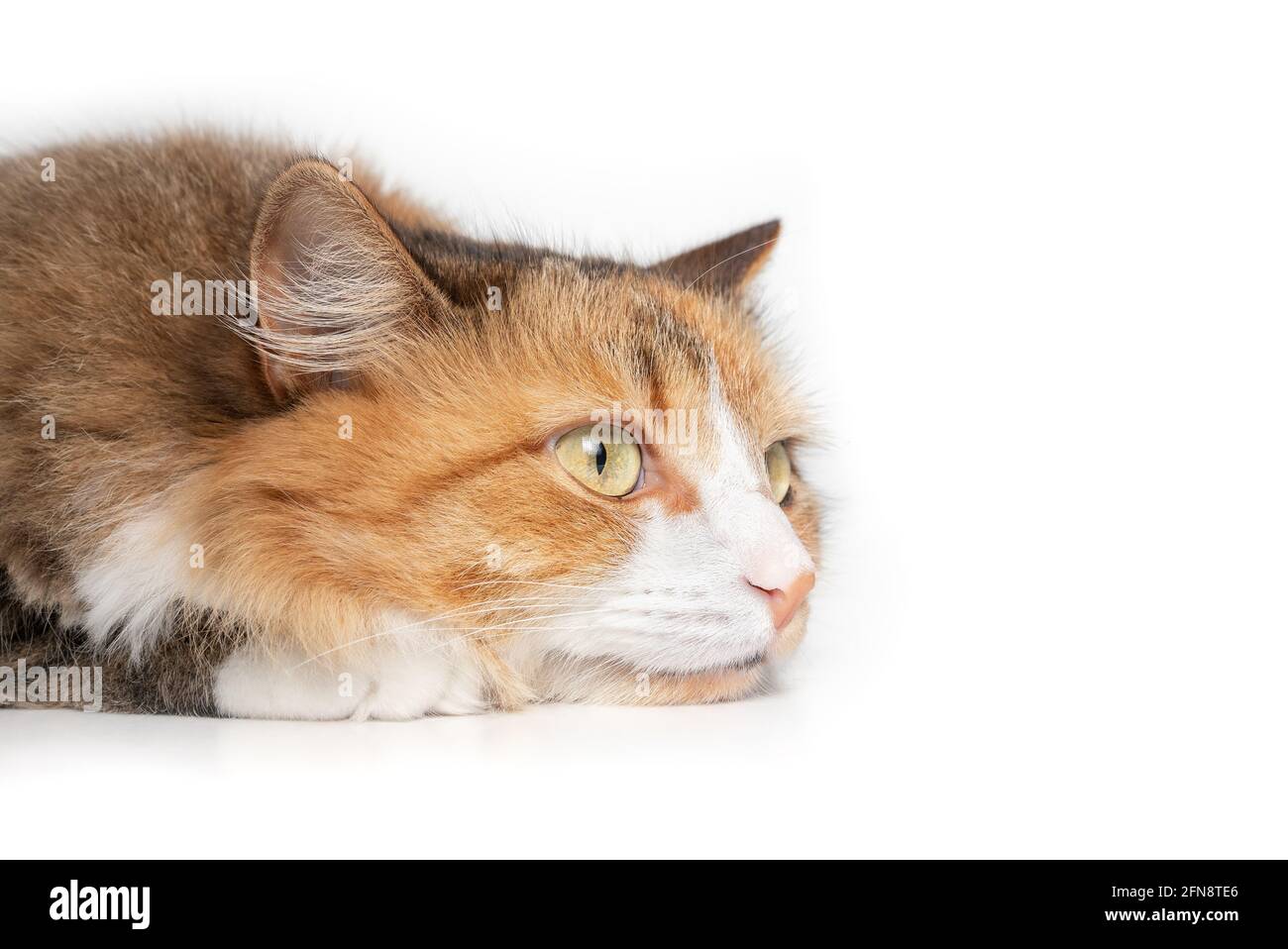 Cat head close up. Side view of cat face looking at something. Cute ...