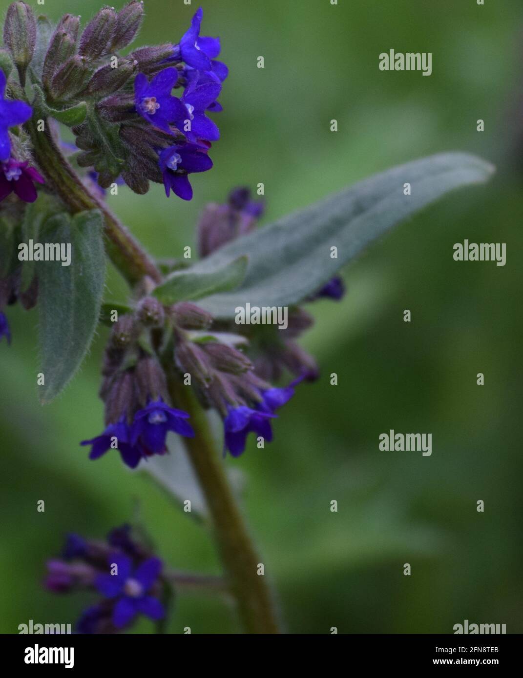 Eponymous plant hi-res stock photography and images - Alamy