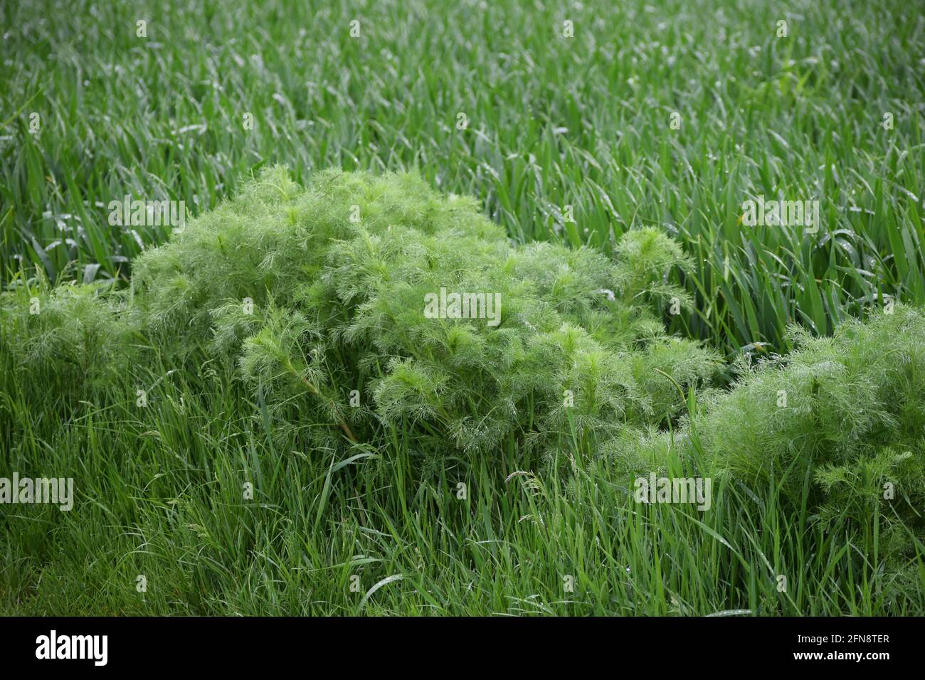 Dill stems hi-res stock photography and images - Alamy