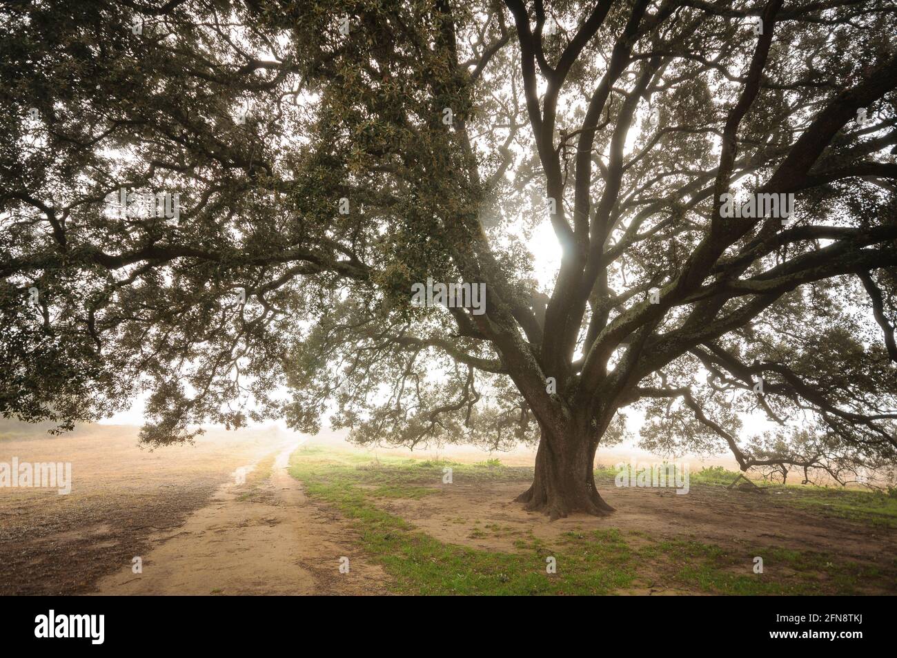árbol monumental hi-res stock photography and images - Alamy