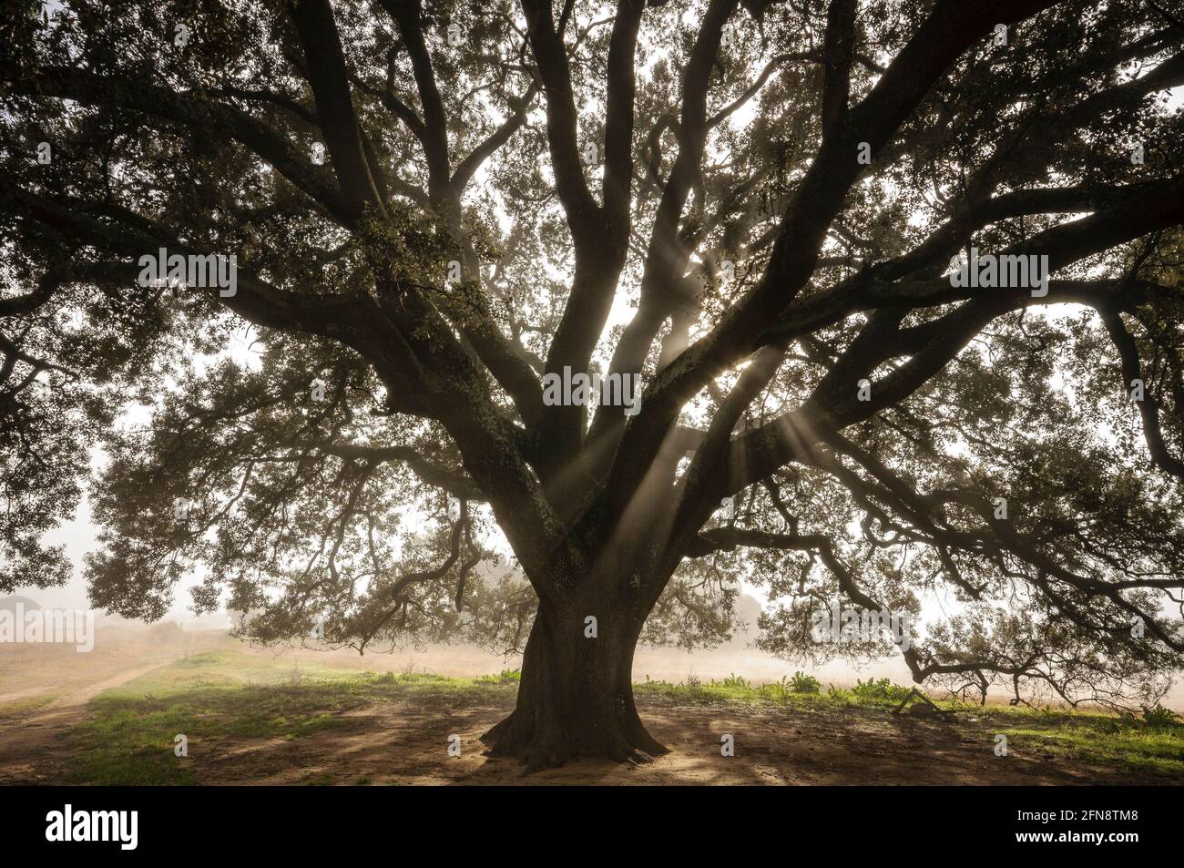 árbol de encina hi-res stock photography and images - Alamy