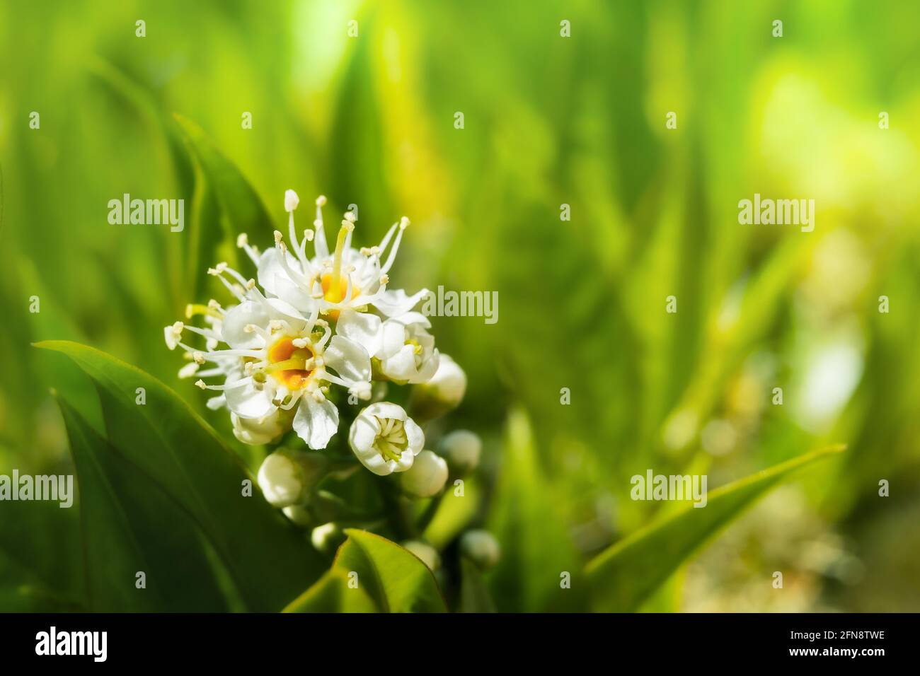 Hydrogen cyanide hi-res stock photography and images - Alamy