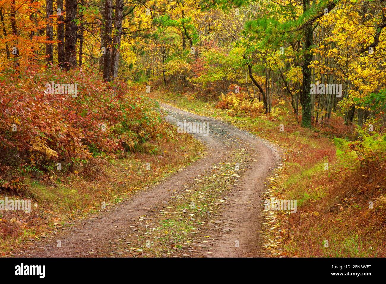 Pennsylvania forest road hi-res stock photography and images - Alamy