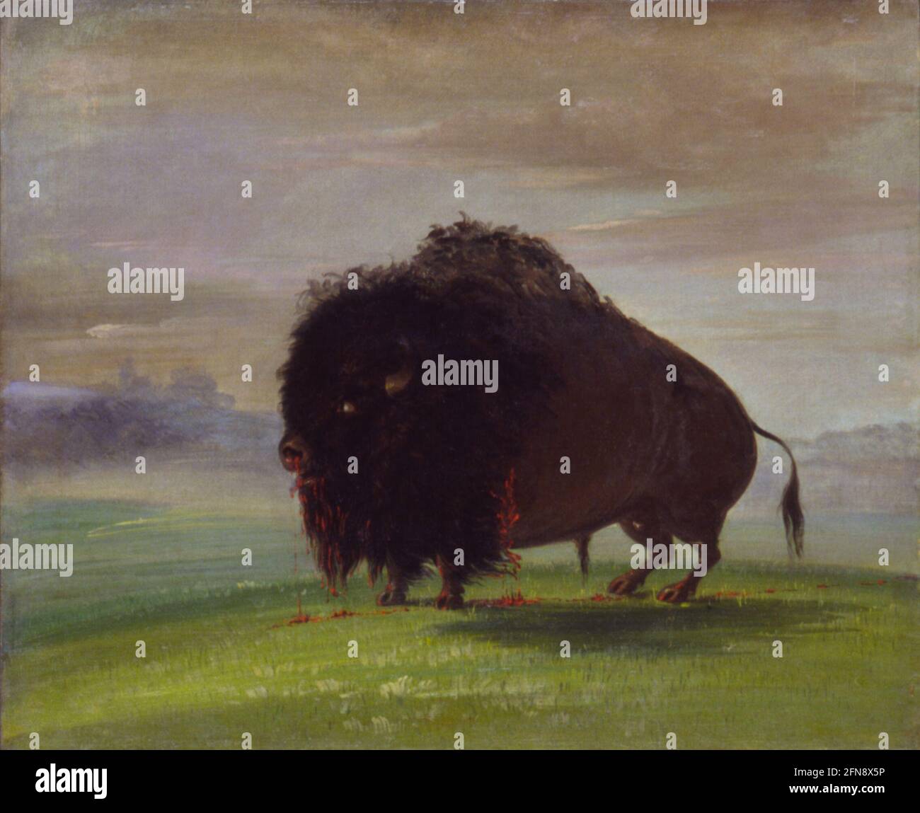 Buffalo bleeding hi-res stock photography and images - Alamy