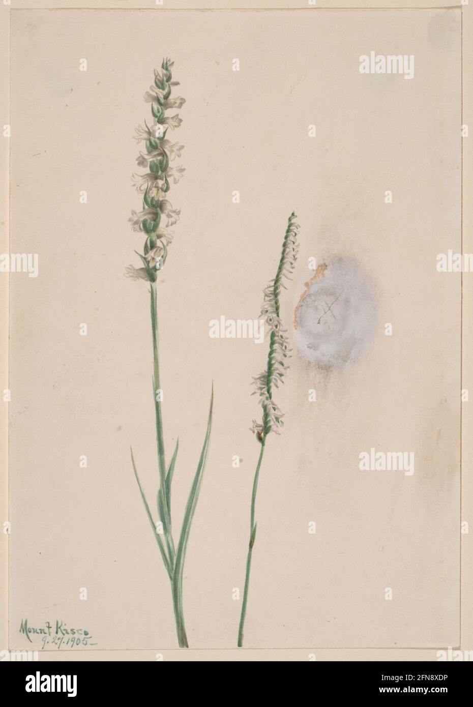 Nodding Ladies-Tresses (Ibidium cernum), 1905 Stock Photo - Alamy